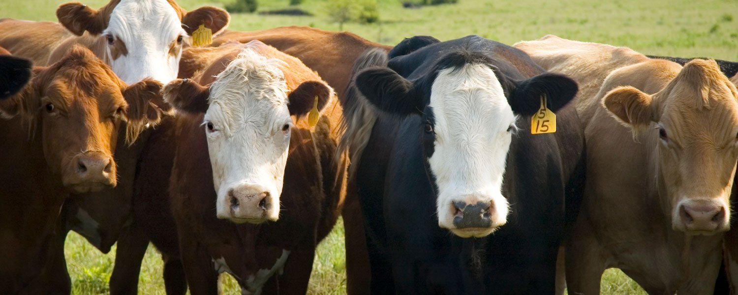 Long-Term Pressures and Prospects for the U.S. Cattle Industry ...
