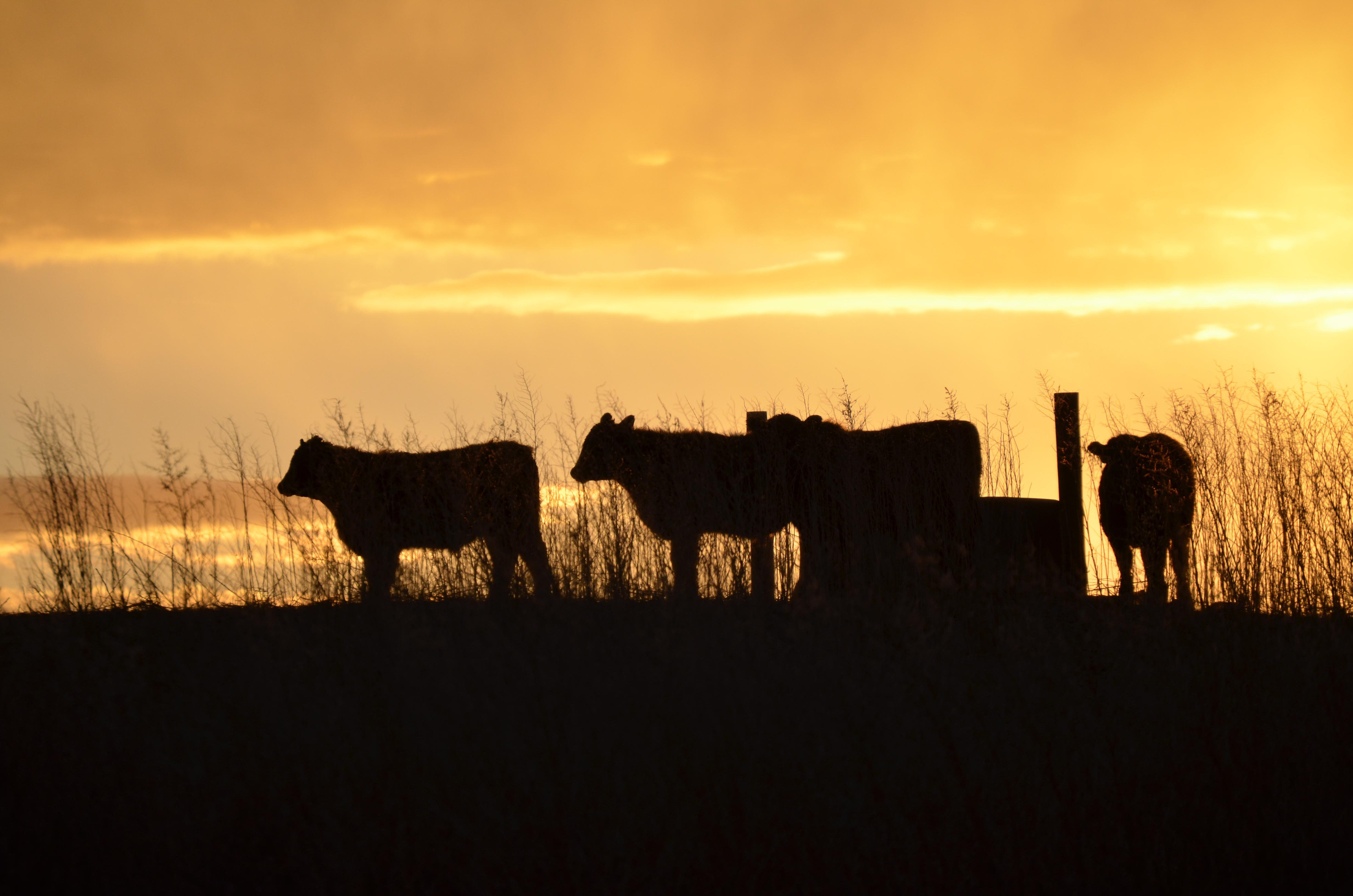 Loan Performance Remains Strong as Farm Debt Grows - Federal Reserve ...