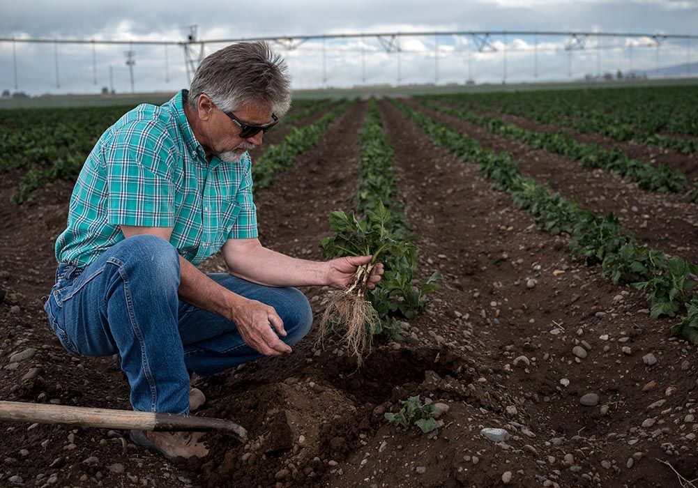Labor Intensive Agriculture